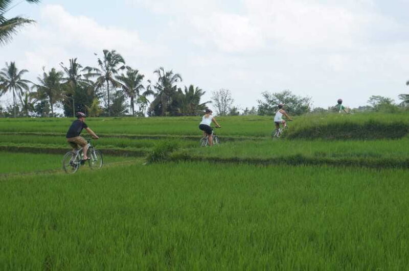 Kintamani Culture and Nature Guided Cycling Tour - What’s Included and What to Prepare