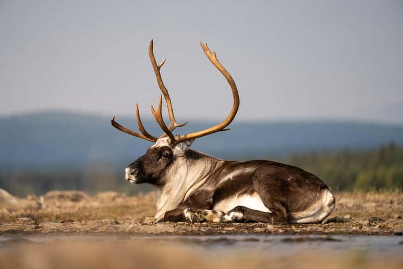 Kiruna: Arctic Summit Views in the Midnight Sun - An In-Depth Look at the Arctic Sunlit Adventure