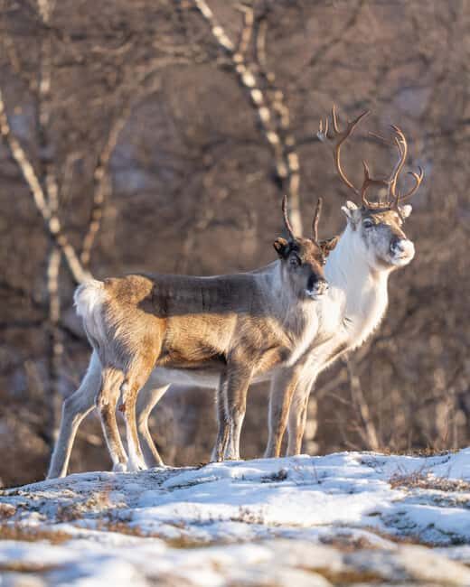 Kiruna: Daytime Snowshoe Hike - The Overall Experience: What Travelers Say