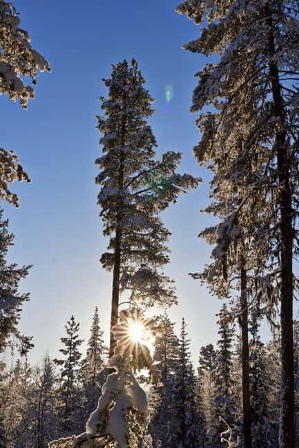Kiruna: Husky Sled Ride with Traditional Lunch - The Overview: A Perfect Snapshot of the Tour