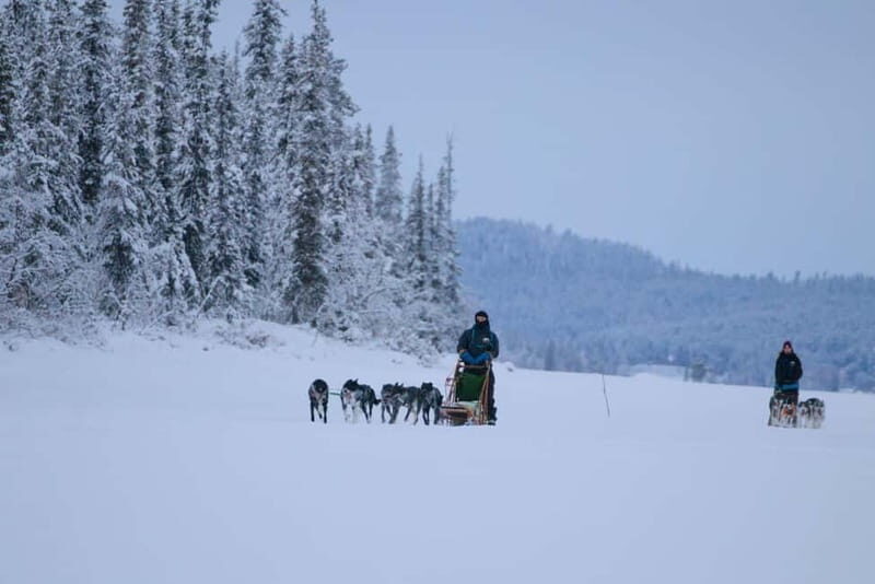 Kiruna: Husky Sled Ride with Traditional Lunch - The Value: More Than Just a Ride