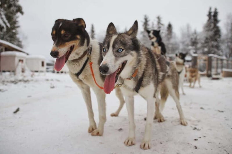 Kiruna: Husky Sled Ride with Traditional Lunch - Why Travelers Love It: Authentic, Scenic, and Fun