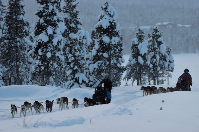 Kiruna: Morning Husky Sled Ride with Coffee Break - An In-Depth Look at the Husky Sled Experience