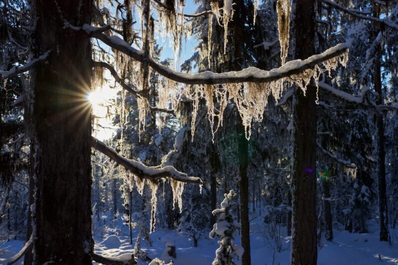 Kiruna: Morning Husky Sled Ride with Coffee Break - Why This Tour is a Worthwhile Investment