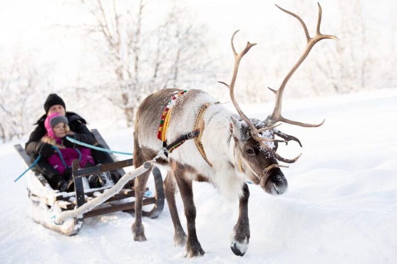KIRUNA: Sami Reindeer Experience - The Reindeer Farm and Cultural Introduction