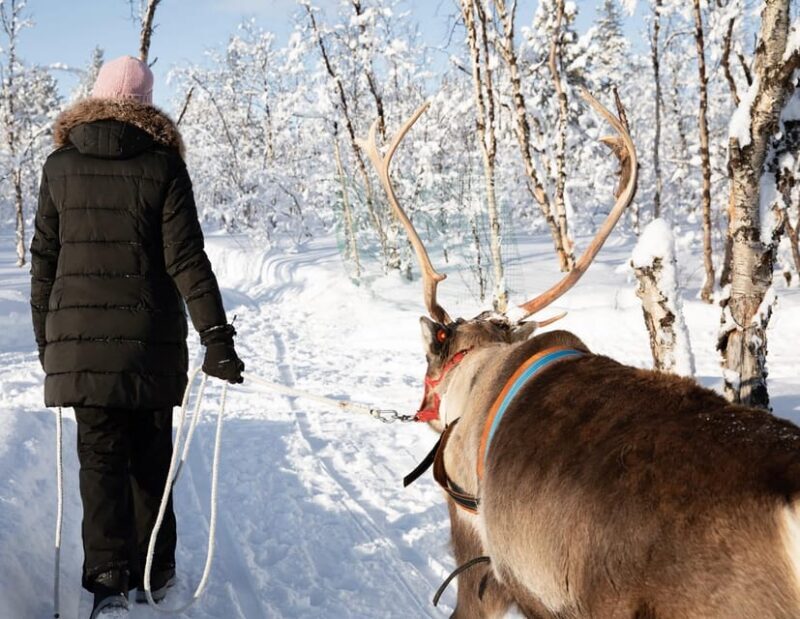 KIRUNA: Sami Reindeer Experience - Final Return and Tips
