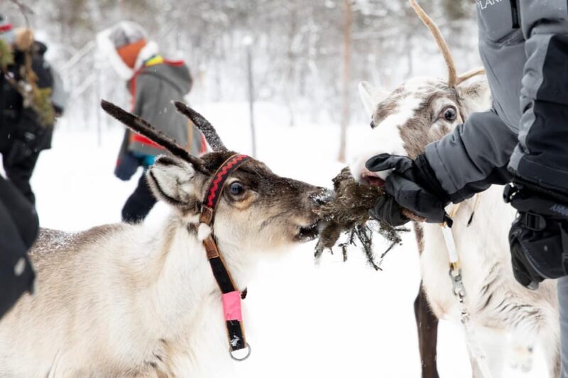 KIRUNA: Sami Reindeer Experience - Cost and Value