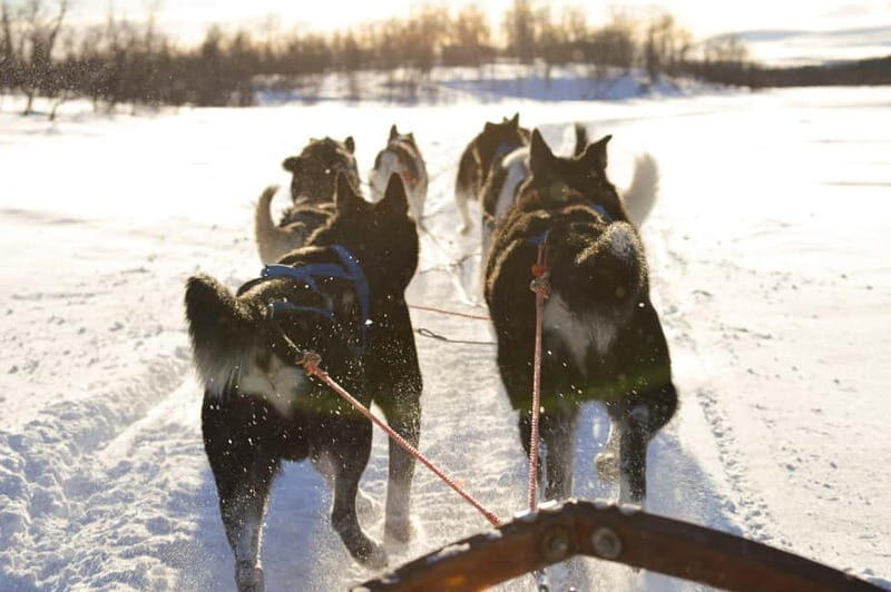 Kiruna: Self-drive Husky Morning Tour - Practical Details: What to Know Before Booking
