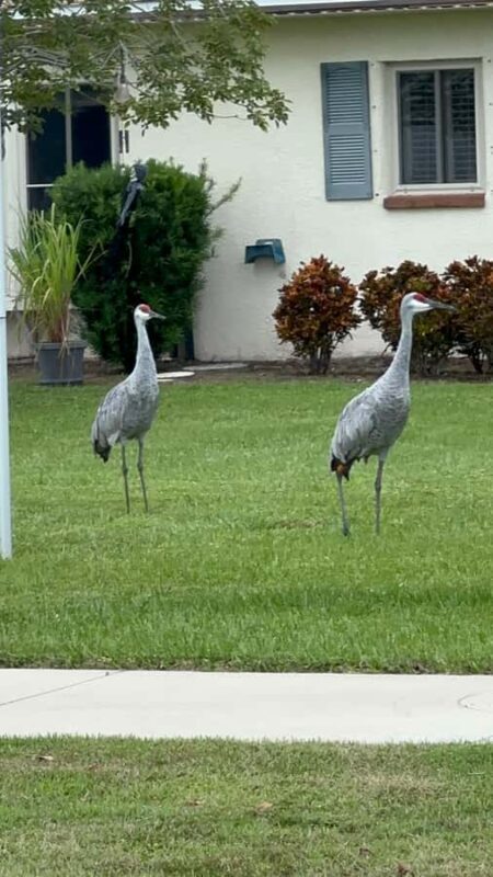 Kissimmee: 4-Hour Electric Mountain Bike Lakefront Tour - A Detailed Look at the Experience