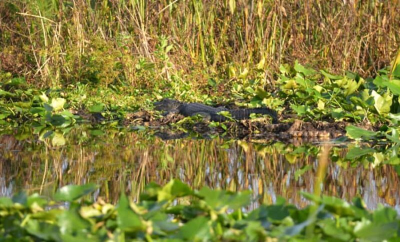 Kissimmee 90 minute Everglades Wildlife Airboat Tour - The Itinerary Breakdown