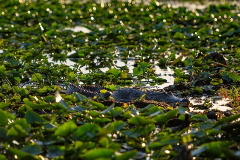 Kissimmee: Boggy Creek Airboat Ride with Optional Meal - Practical Details and Logistics