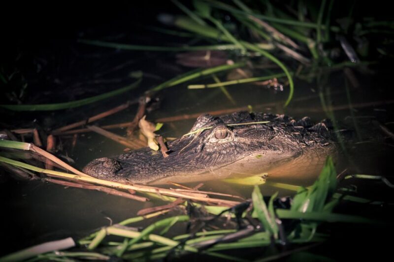 Kissimmee: Boggy Creek Airboats Adventures Night Tour Ticket - An In-Depth Look at the Nighttime Airboat Adventure