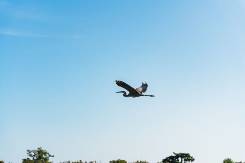 Kissimmee: Everglades Airboat Adventure Tour - Key Points