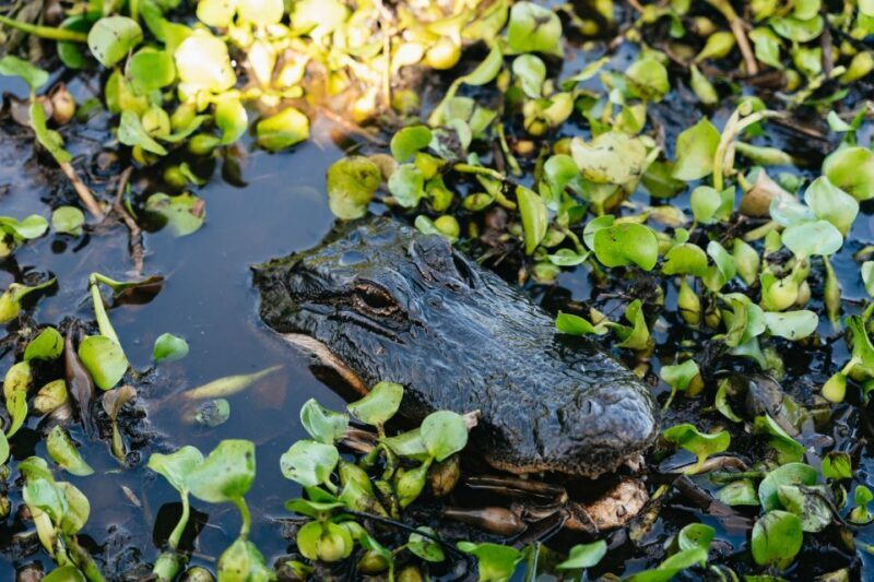 Kissimmee: Everglades Airboat Adventure Tour - The Actual Experience and Comfort