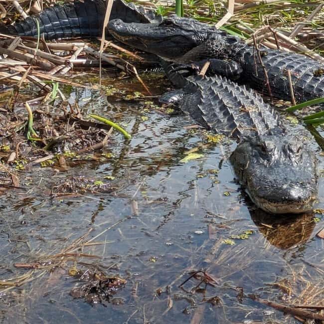 Kissimmee: Everglades Alligator and Wildlife Airboat Tour - An In-Depth Look at the Experience