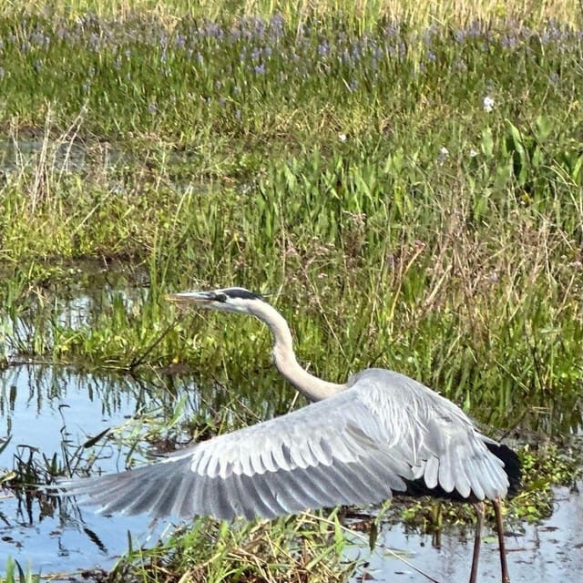 Kissimmee: Everglades Alligator and Wildlife Airboat Tour - What You Can Expect from the Tour