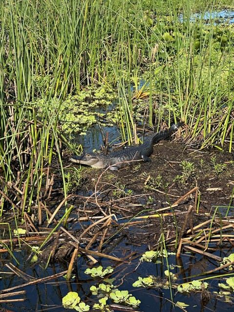 Kissimmee: Everglades Alligator and Wildlife Airboat Tour - FAQ