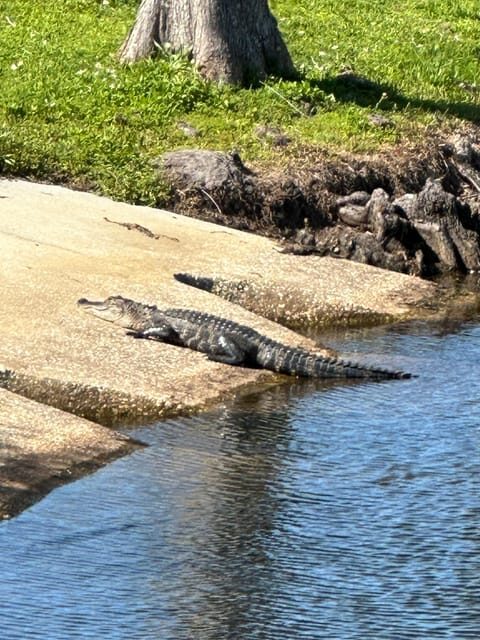 Kissimmee: Self-Guided Lakefront Tour on All Electric Bike - The Experience of the Tour