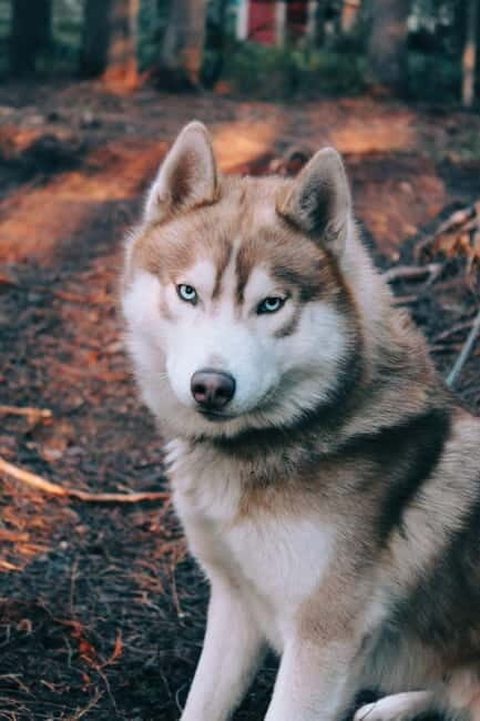 Kittilä / Levi: Husky Farm Guided Tour - What to Expect from the Husky Farm Guided Tour