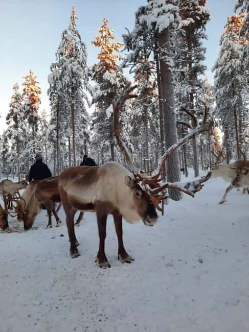 Kittilä / Levi: Husky Farm Guided Tour - The Breakdown of the Itinerary in Detail