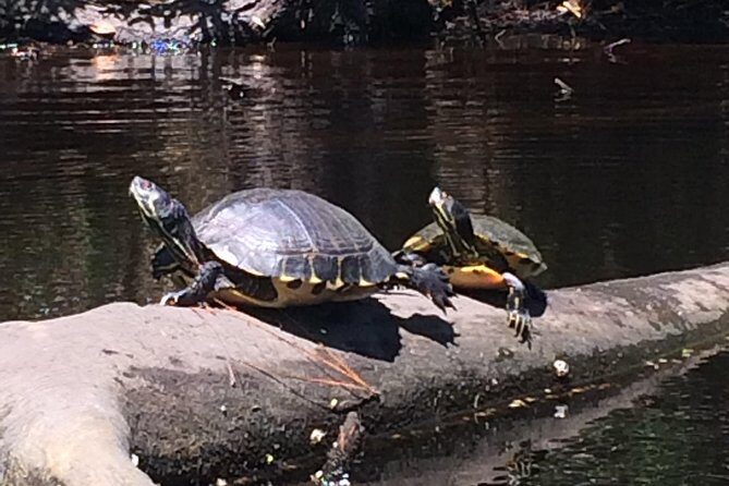 Kitty Hawk Maritime Forest Kayak Tour - Practical Tips for Your Kayaking Adventure