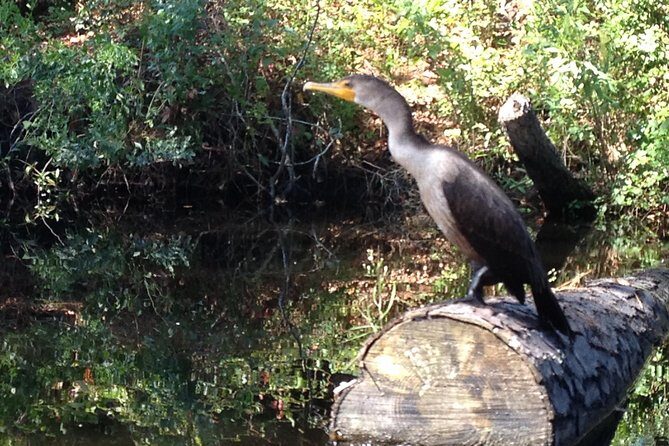 Kitty Hawk Maritime Forest Kayak Tour - FAQs