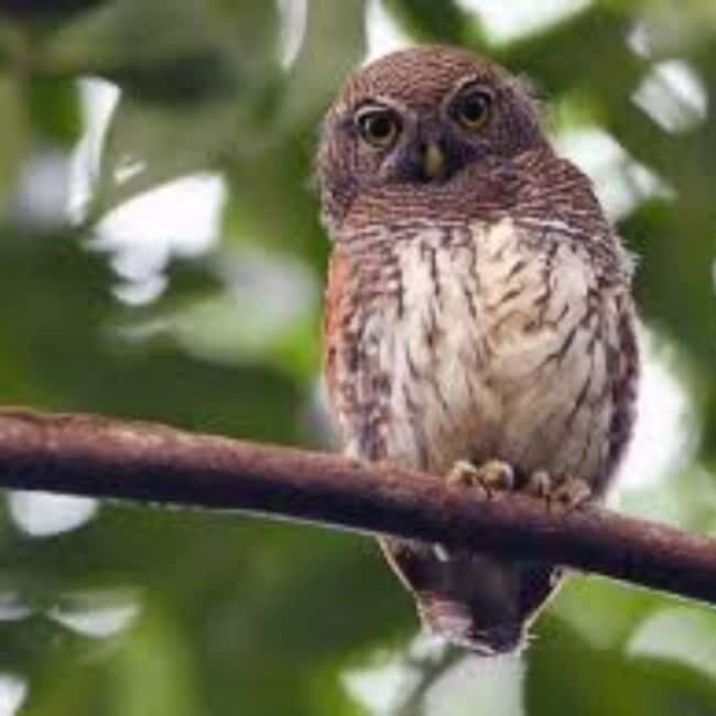 Kitulgala: Guided Full-Day Bird Watching & Cycling Tour - An Introduction to the Tour