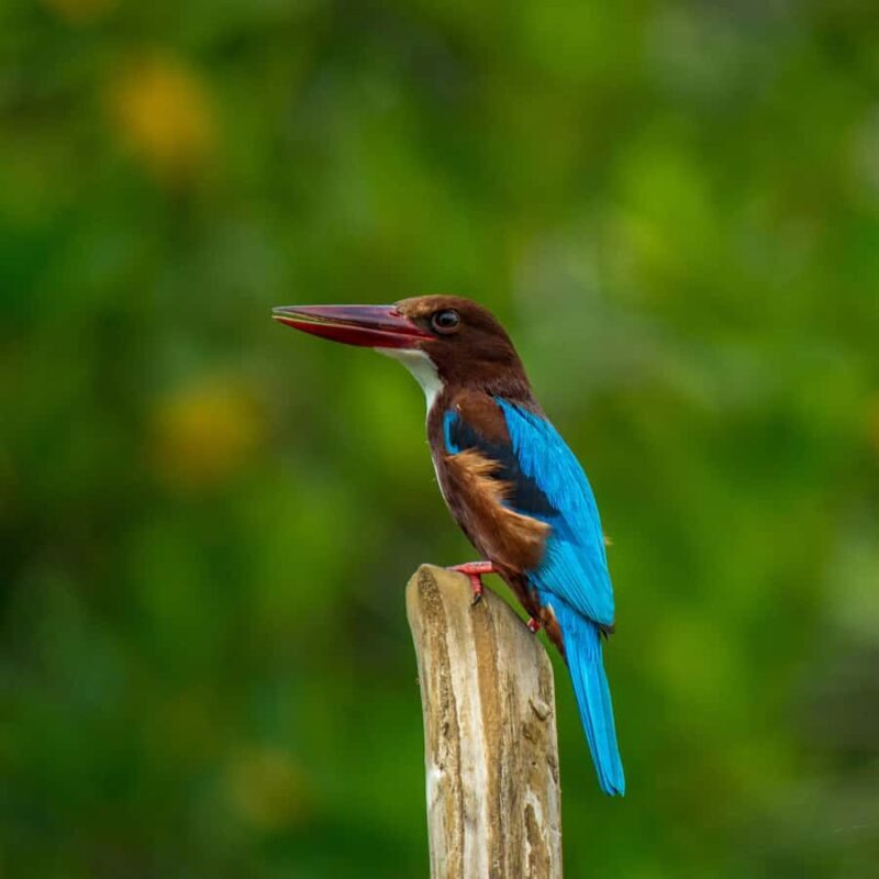 Kitulgala Water Rafting Day Tour from Colombo and Bentota - Key Points