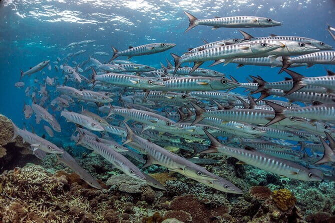 Kiulu White Water Rafting Gred I-II (Beginner) - The Value for Money