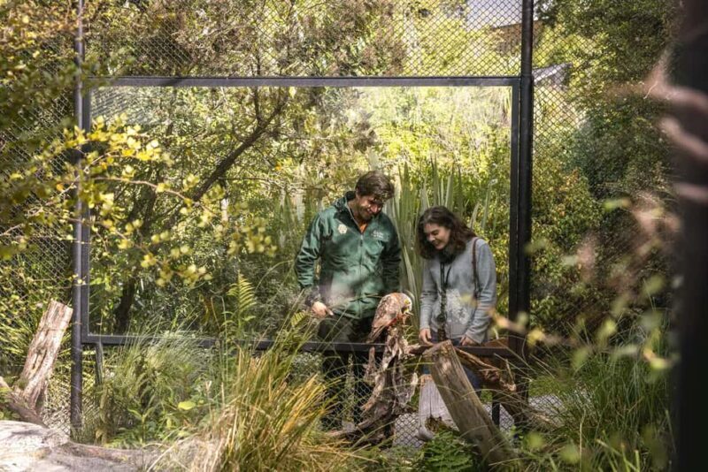 Kiwi Park Admission Ticket - What to Expect from Your Visit