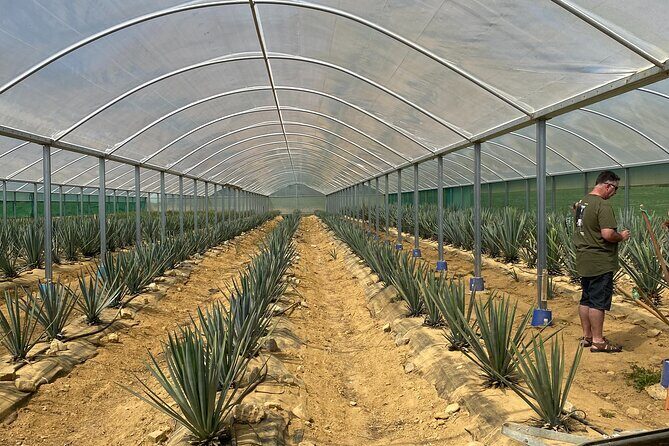 Kiwi Spirit Distillery Golden Bay - Visit New Zealand's only Tequila Farm! - An In-Depth Look at the Tour