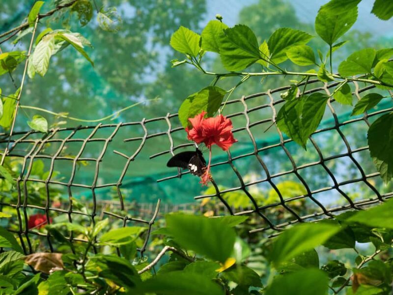 KL Green Escape: 4-Hour Gardens, Bird & Butterfly Tour - Who Would Enjoy This Tour?