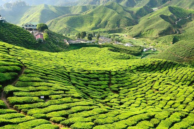 KL To Cameron Highlands EN-ROUTE Waterfalls & Boh Tea Plantation - Introduction