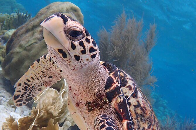 Klein Bonaire Marine Park Snorkeling Excursion - Introduction: A Snorkeler’s Dream in Bonaire