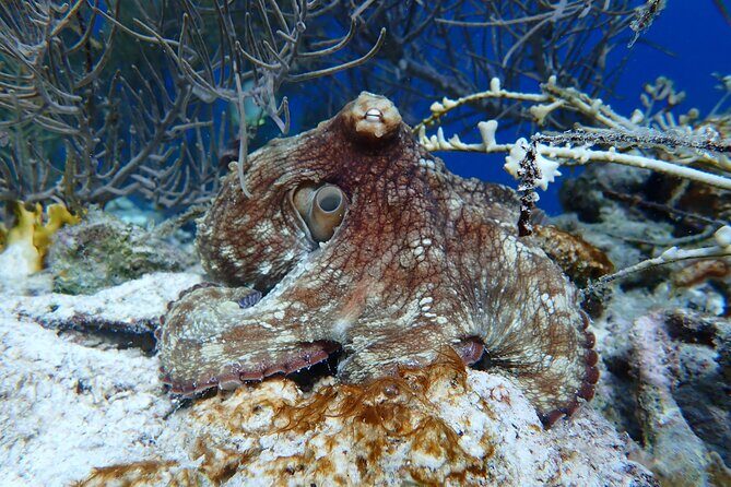 Klein Bonaire Marine Park Snorkeling Excursion - Who Should Consider This Tour?