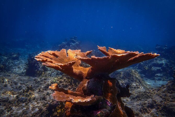 Klein Bonaire Marine Park Snorkeling Excursion - The Sum Up: The Best of Bonaire’s Underwater World