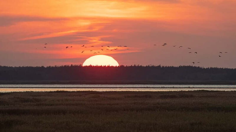 Kleine Kranichtour mit MS Swantevit ab Zingst - Is This Tour Right for You?