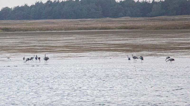 Kleine Kranichtour mit MS Swantevit ab Zingst - The Sum Up