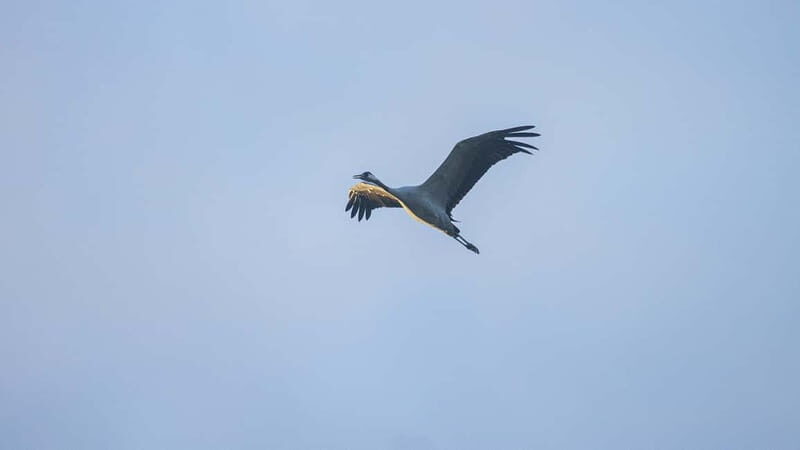Kleine Kranichtour mit MS Swantevit ab Zingst - FAQ