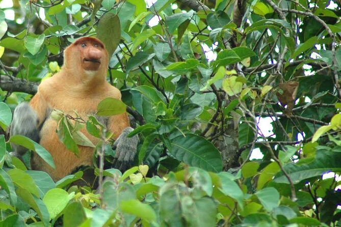 Klias River Fireflies & Wildlife Safari Cruise from Kota Kinabalu - Who Should Consider This Tour?