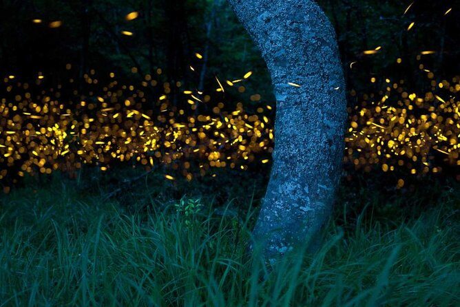 Klias River Fireflies & Wildlife Safari Cruise from Kota Kinabalu - Frequently Asked Questions