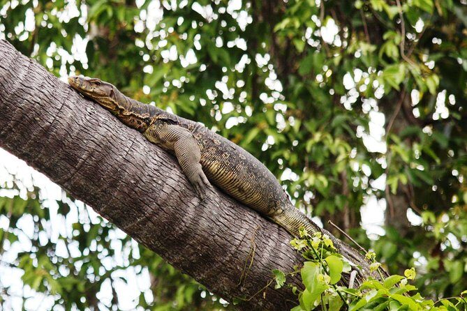 Klias Wildlife Safari River Cruise from Kota Kinabalu - FAQ