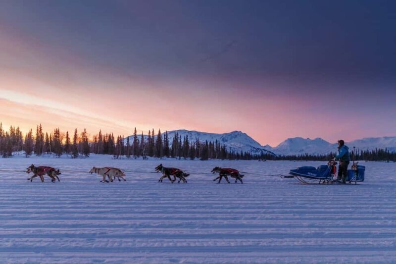 Knik: Winter Dog Sledding Tour - Knik: Winter Dog Sledding Tour – A Genuine Alaskan Adventure