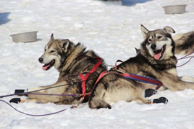 Knik: Winter Dog Sledding Tour - An In-Depth Look at the Knik Winter Dog Sledding Tour