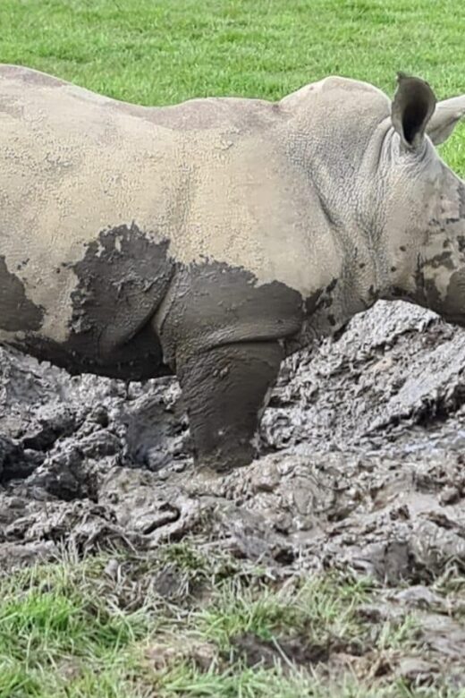 Knowsley: Safari Entry Tickets - The Visitor Experience and Feedback