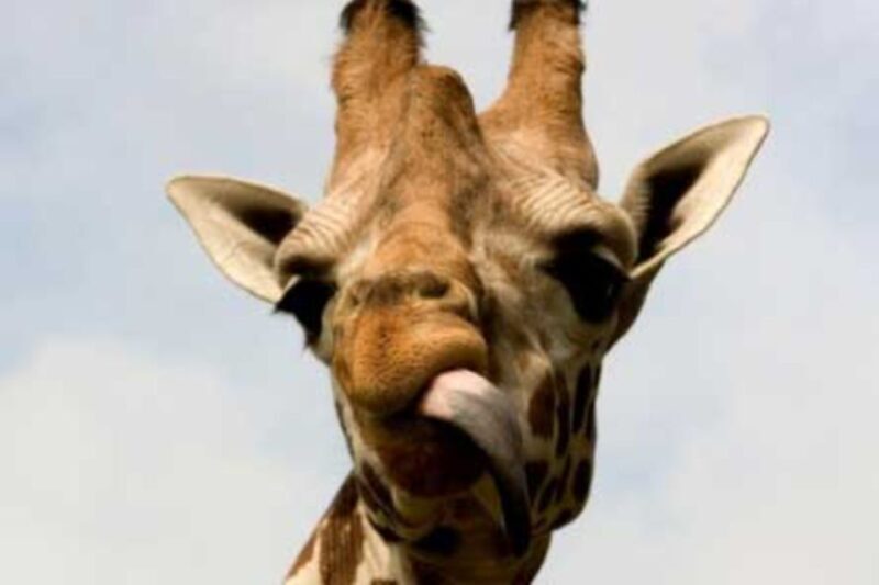 Knowsley: Safari Entry Tickets - Who Should Consider Knowsley Safari?