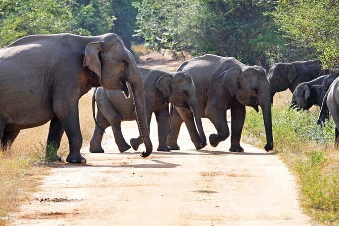 Knuckles and Wasgamuwa trail from Colombo - The Itinerary Breakdown