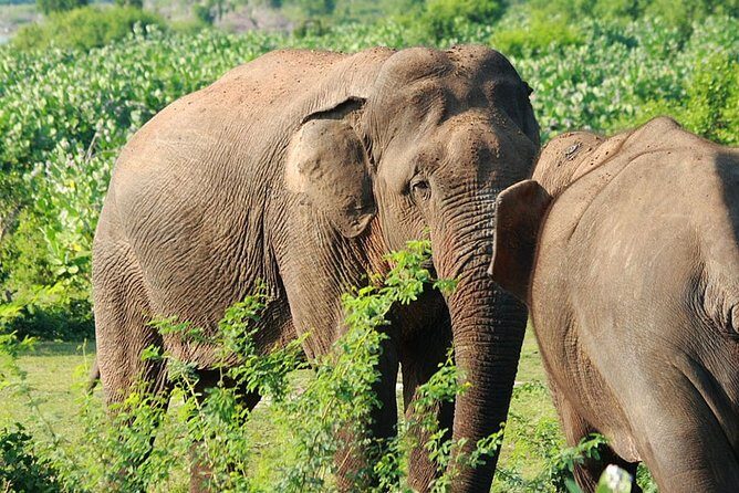 Knuckles and Wasgamuwa Trails from Kandy - A Deep Dive into the Experience