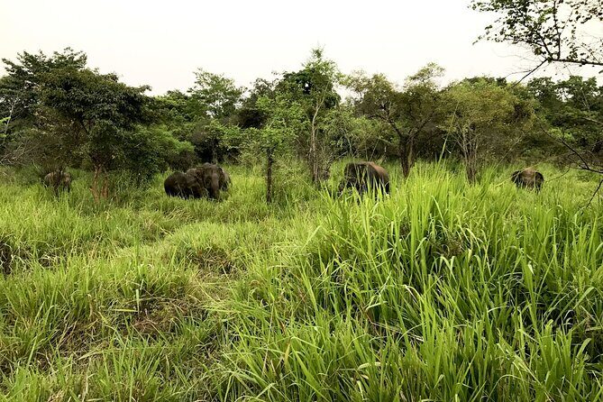 Knuckles and Wasgamuwa Trails from Kandy - Frequently Asked Questions