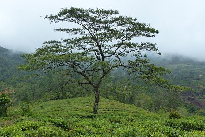 Knuckles Leopard trail Trek from Kandy - Practical Tips for Your Trek